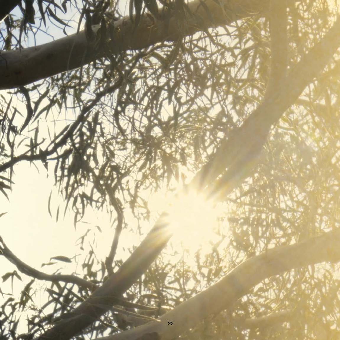 Where to see Yindyamarra Yambuwan | Sharing and Learning